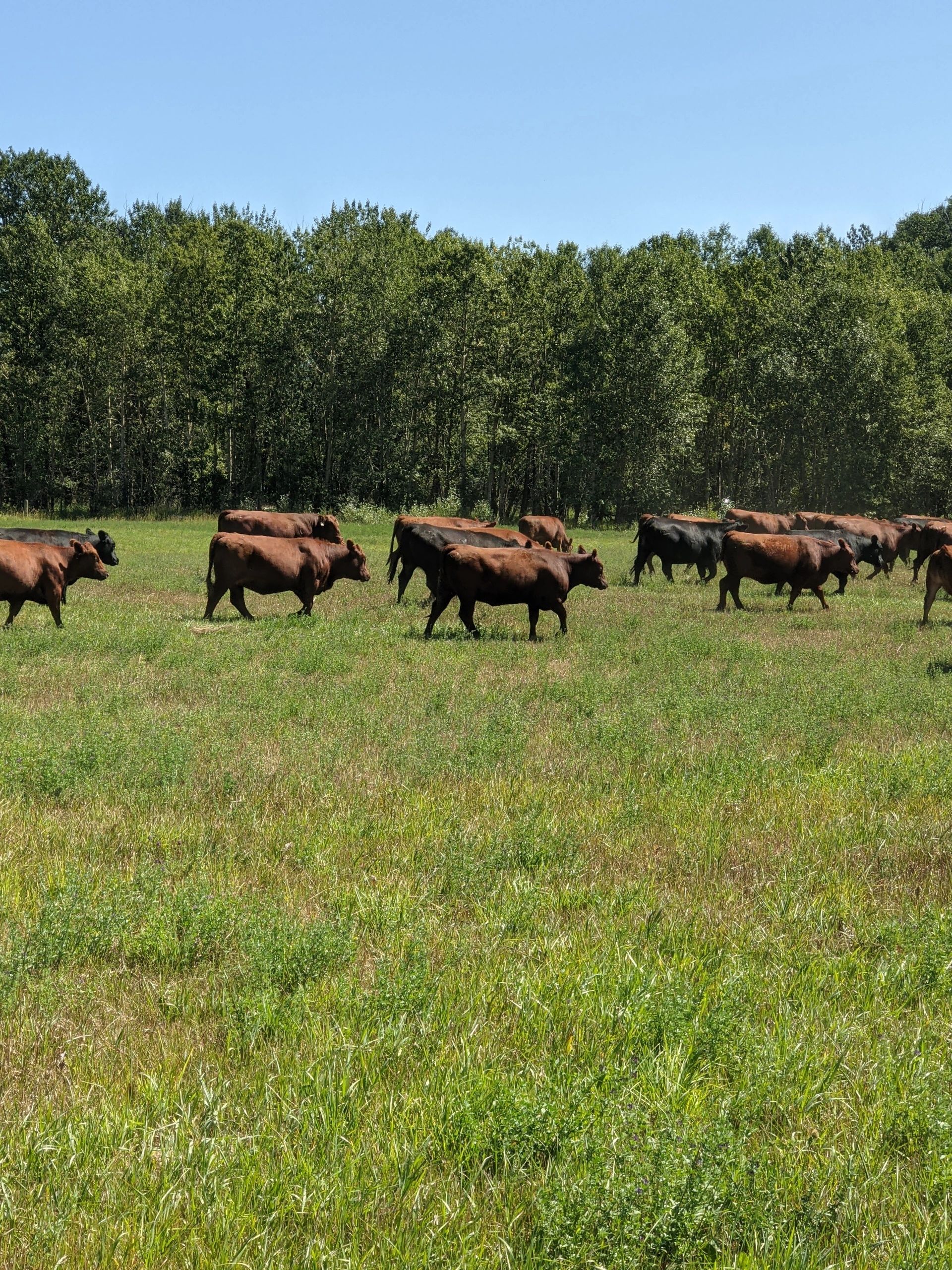Grass Fed Beef & Local Beef | Farm to Table Delights