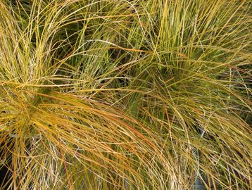 New Hope Nursery - Deer Resistant Plants, Drought Tolerant