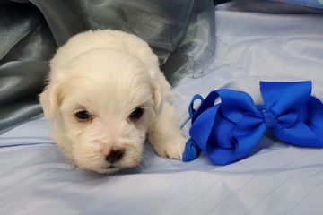 Maltese | Gray's Precious Puppies