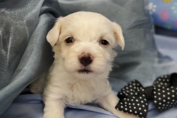 Maltese | Gray's Precious Puppies