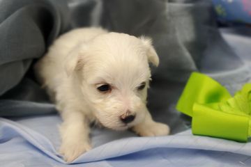 Maltese | Gray's Precious Puppies