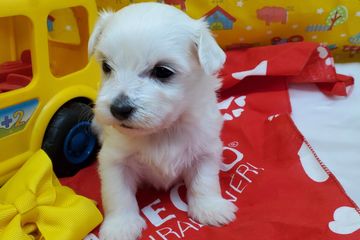 Maltese | Gray's Precious Puppies