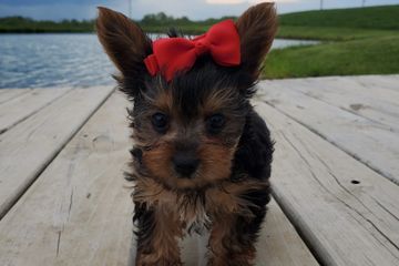 Yorkies | Gray's Precious Puppies