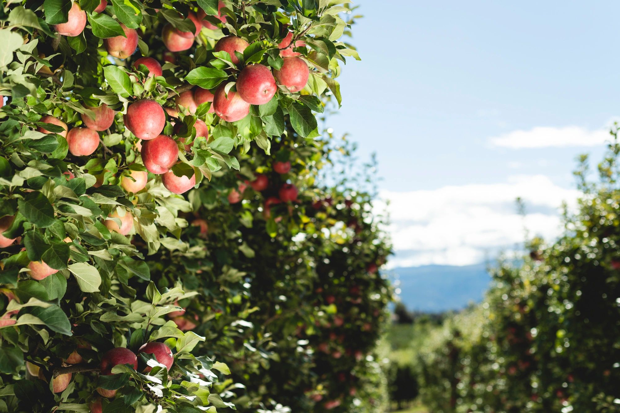 Scenic Road Cider Co. - home of Razz cider in Kelowna BC