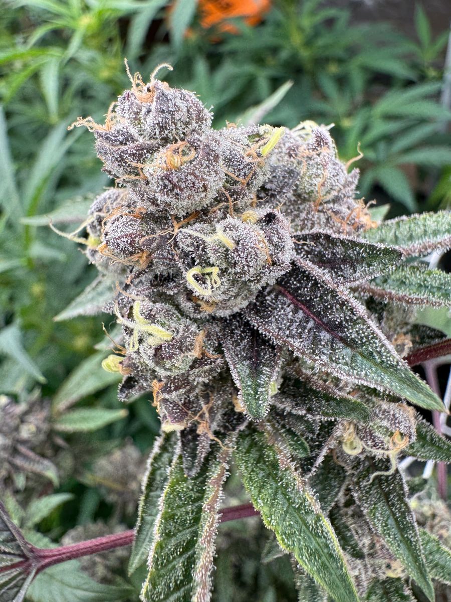 Sherbanger #22 (NorCal Farms cut)