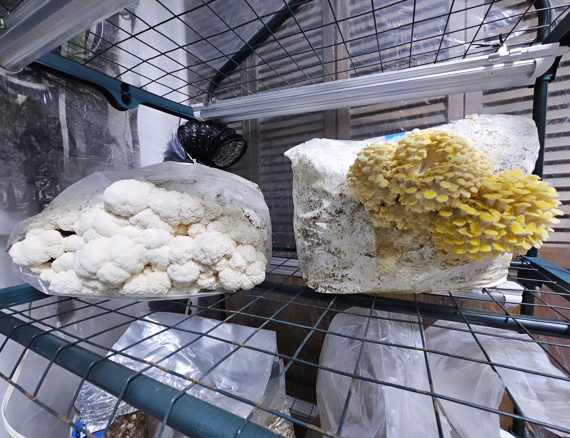 Intertwined Mycology