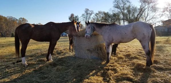 Travellers Rest Farm Sanctuary - Home