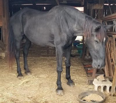Tribute | Travellers Rest Farm Sanctuary