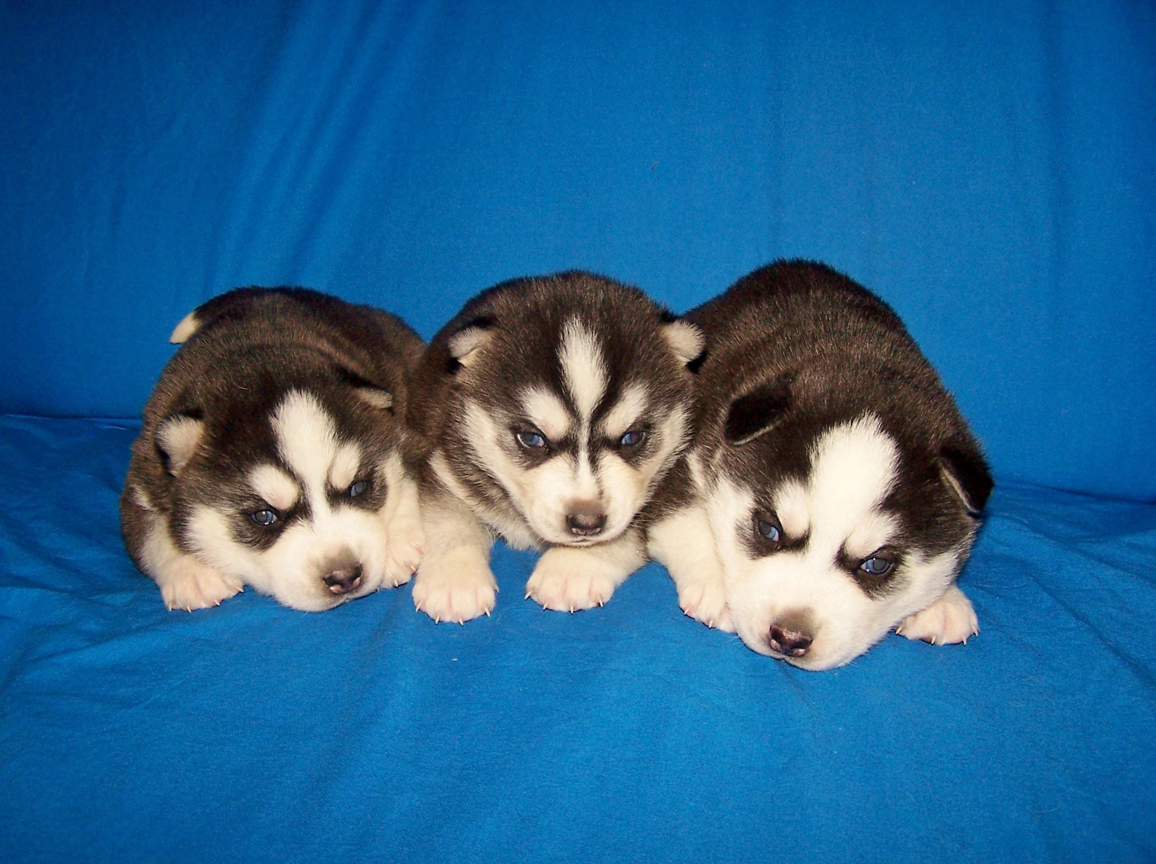 Huskies of Florida - Husky Puppies, Puppies for Sale