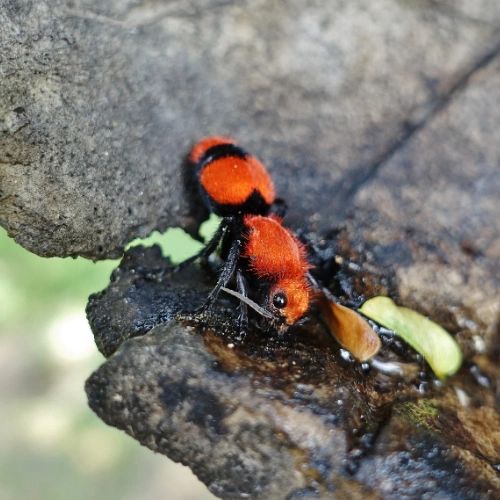 Are Red Velvet Ants Poisonous?