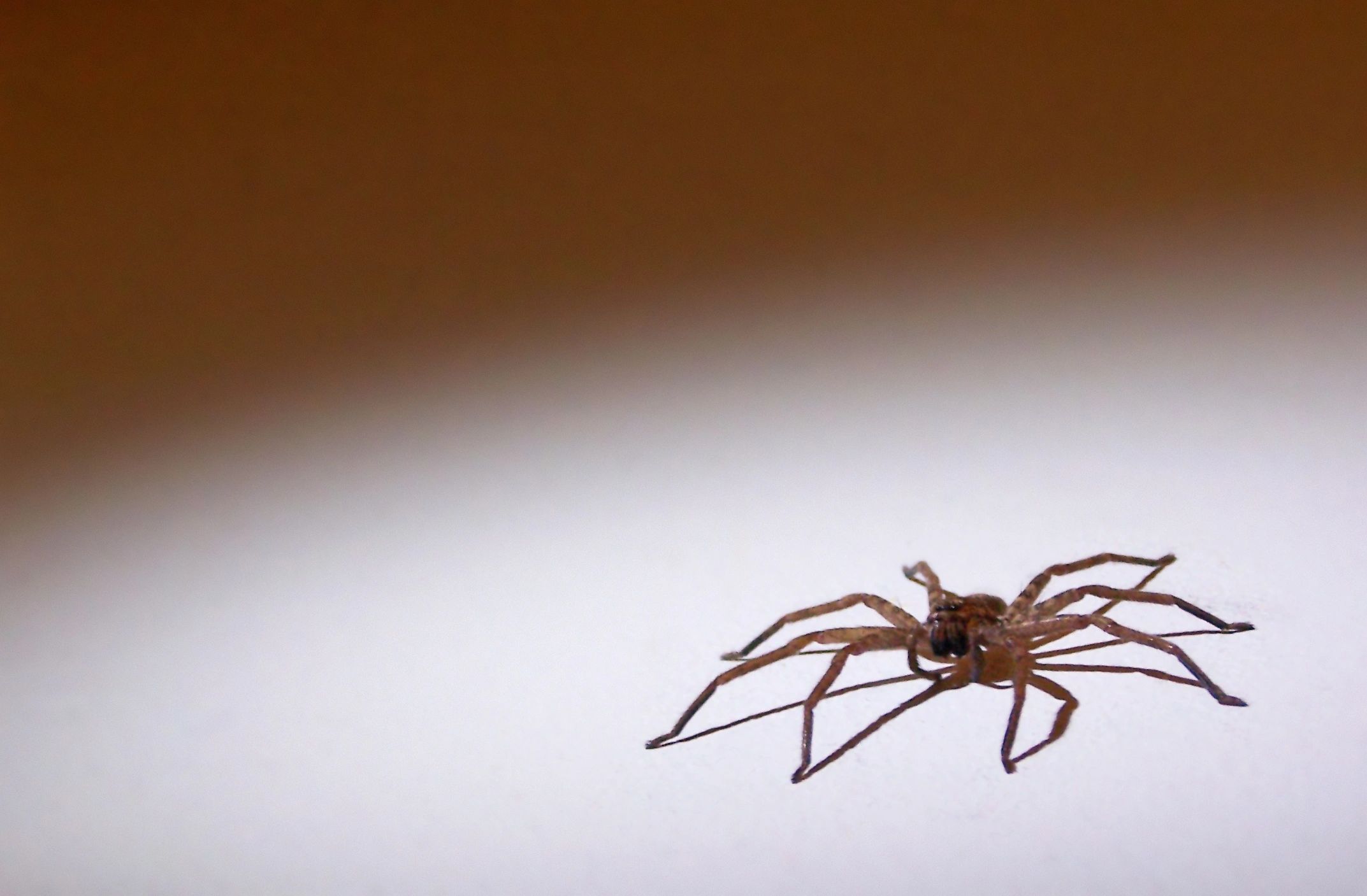 Huntsman Spiders in Florida: Facts, Behavior, and Control