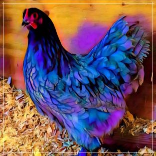 Mid Century Modern - The Azure Chicken