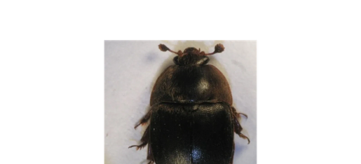 Our Products - Explore Small Hive Beetle Traps - SHBTrap