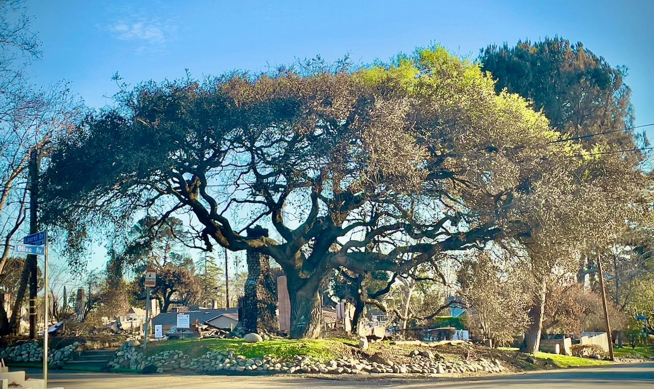 About | Altadena Green