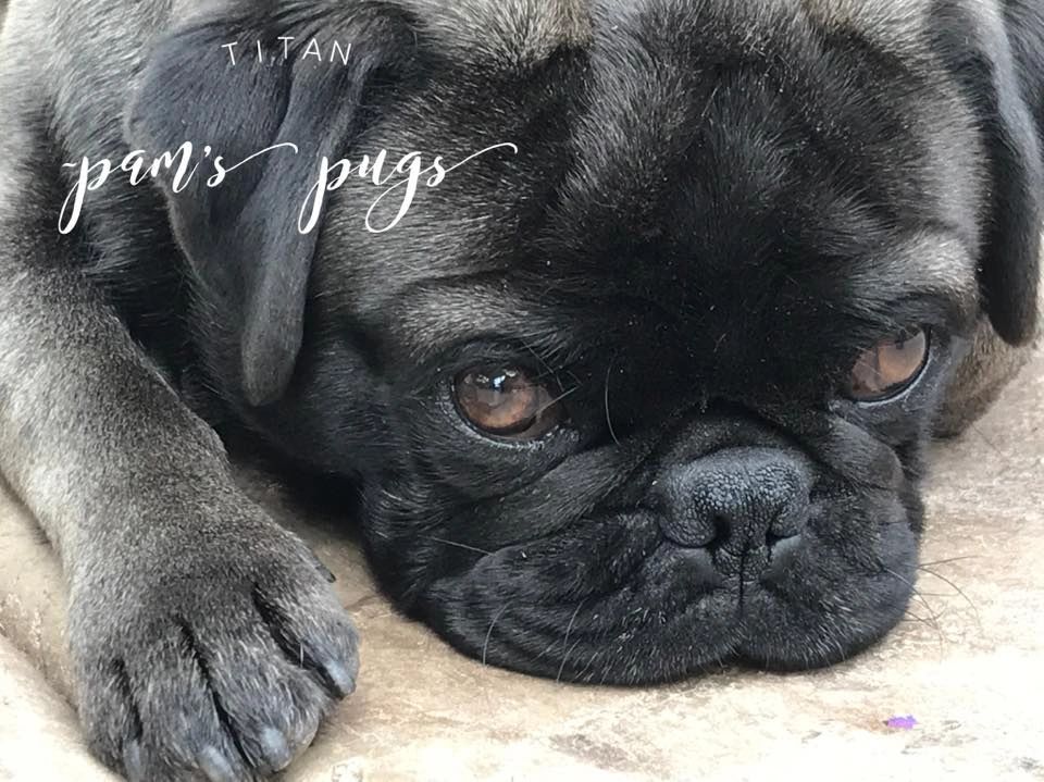 Pam's Pugs