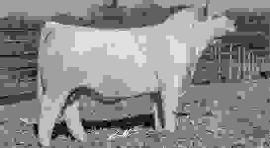 Wright Charolais - Wright Charolais, Wright Charolais, Wc Charolais ...