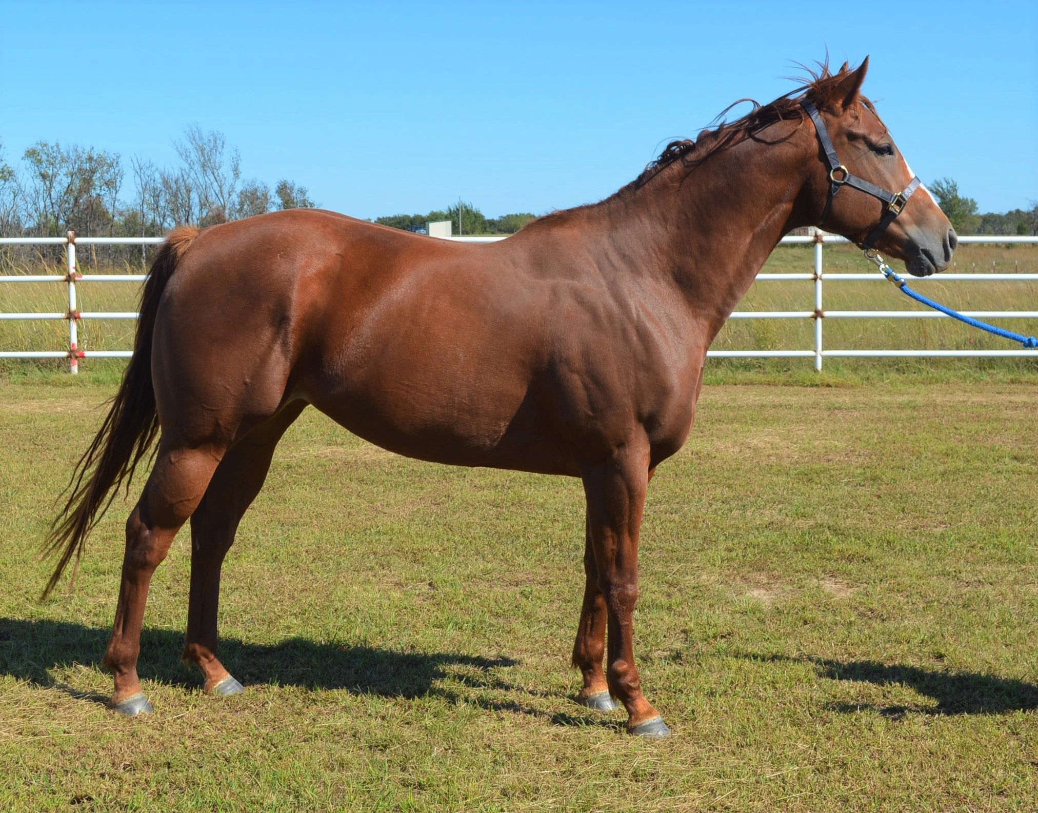 Sorrel Quarter Horse Stallion