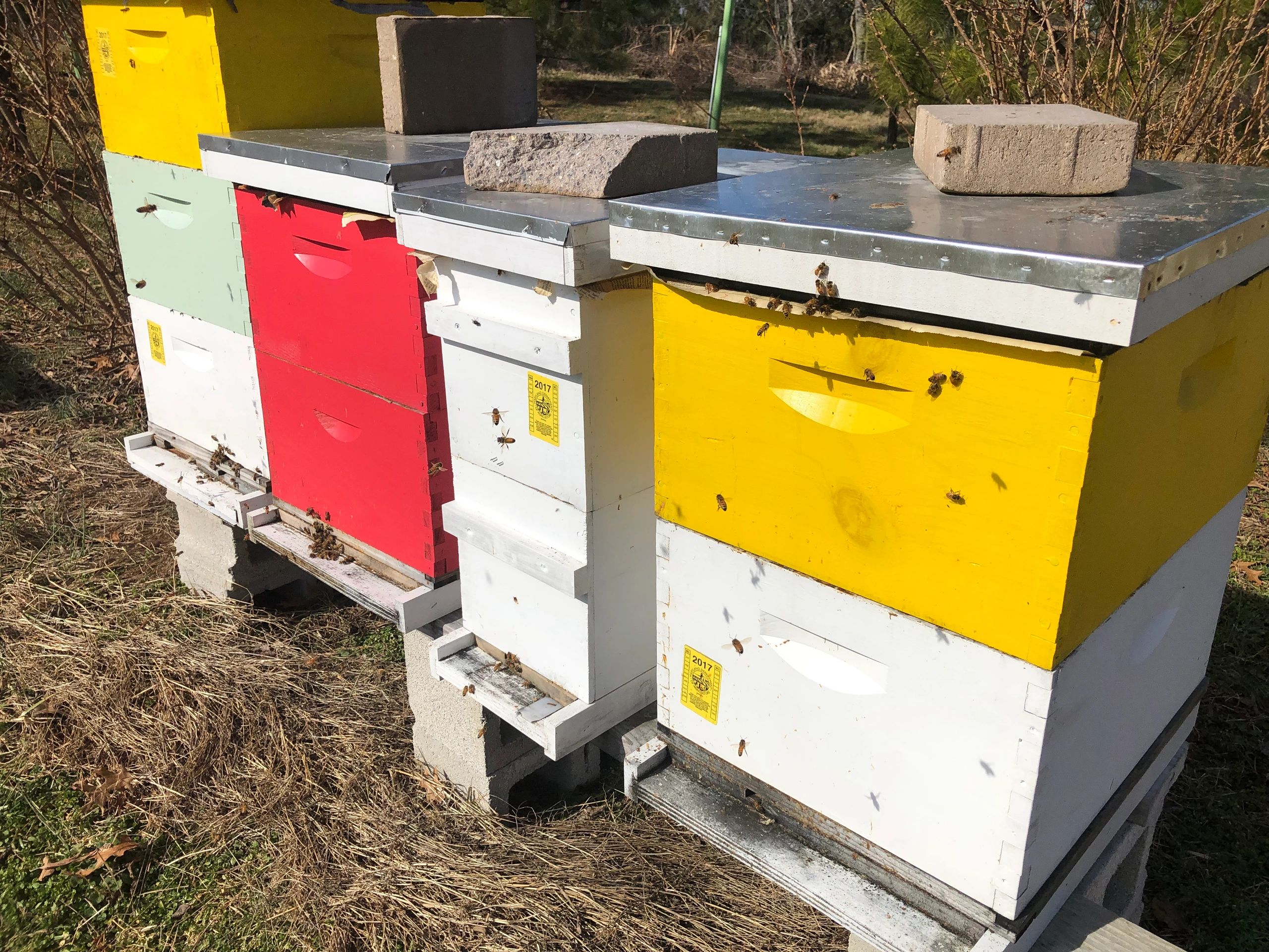 Sunshine, Bee Flights and February Hive Checks