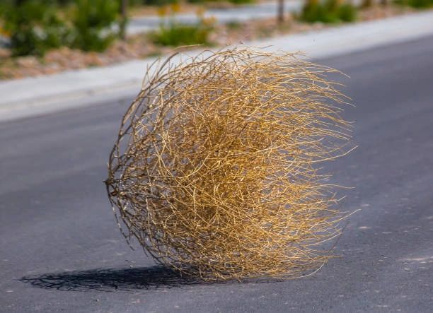 Rustic Tumbleweeds