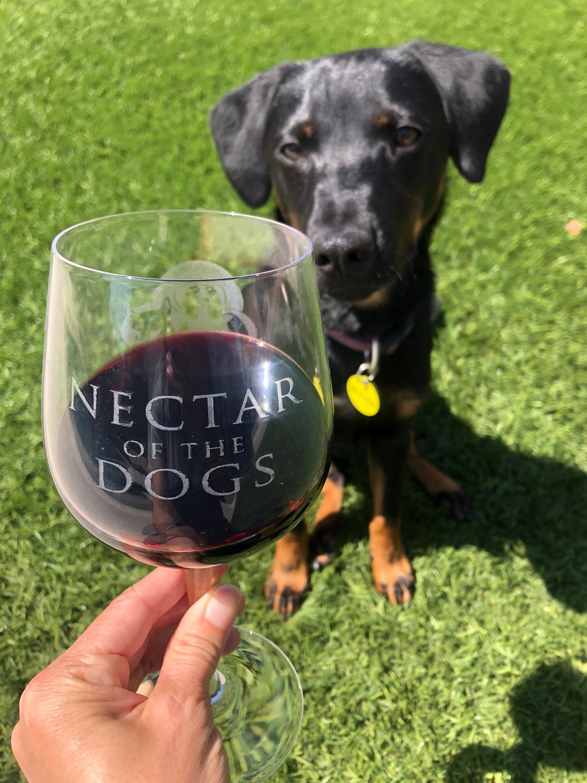 Dog-themed wine label is opening Simi Valley's '1st' tasting room
