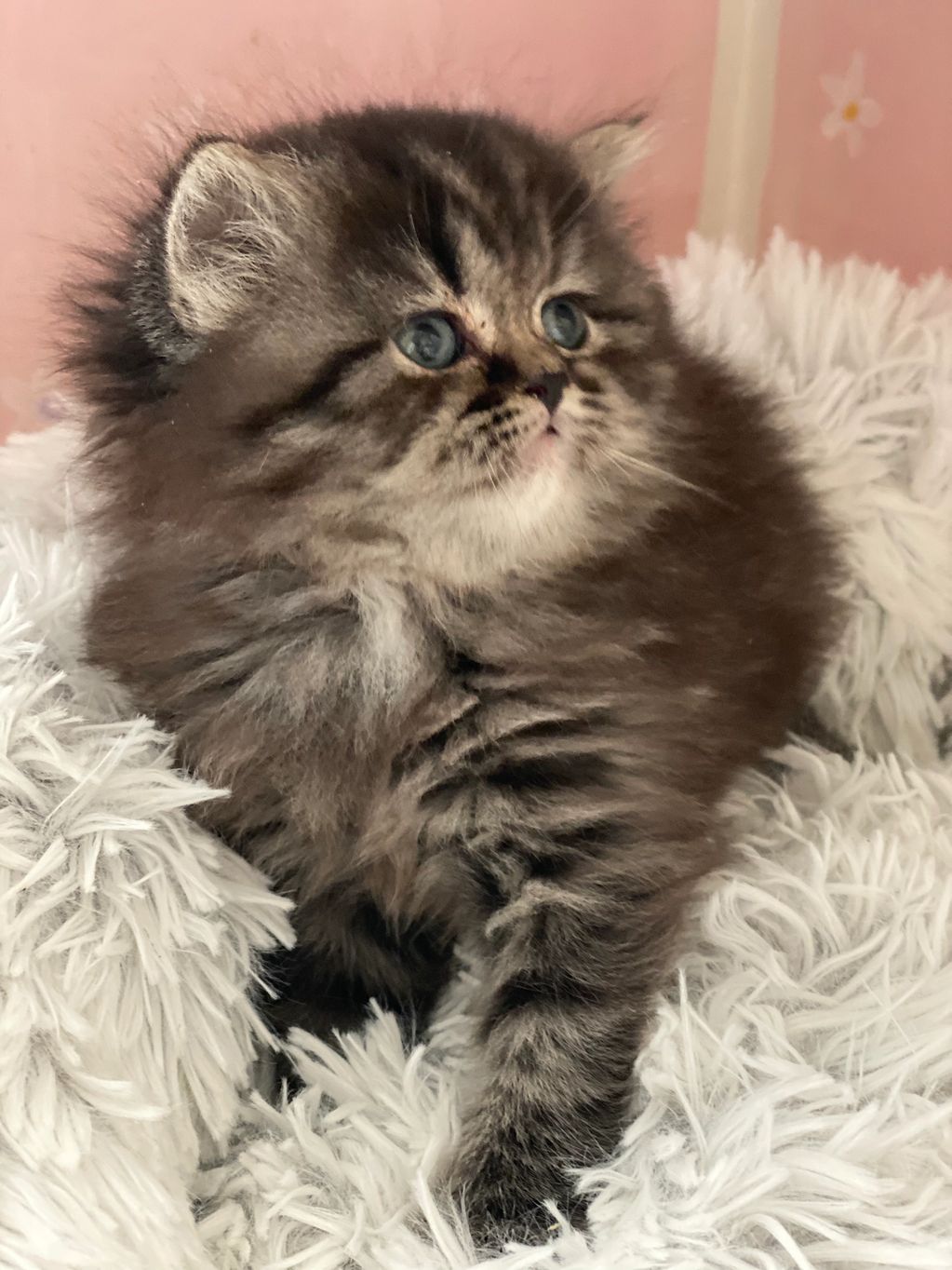 Dark Shaded Golden’s