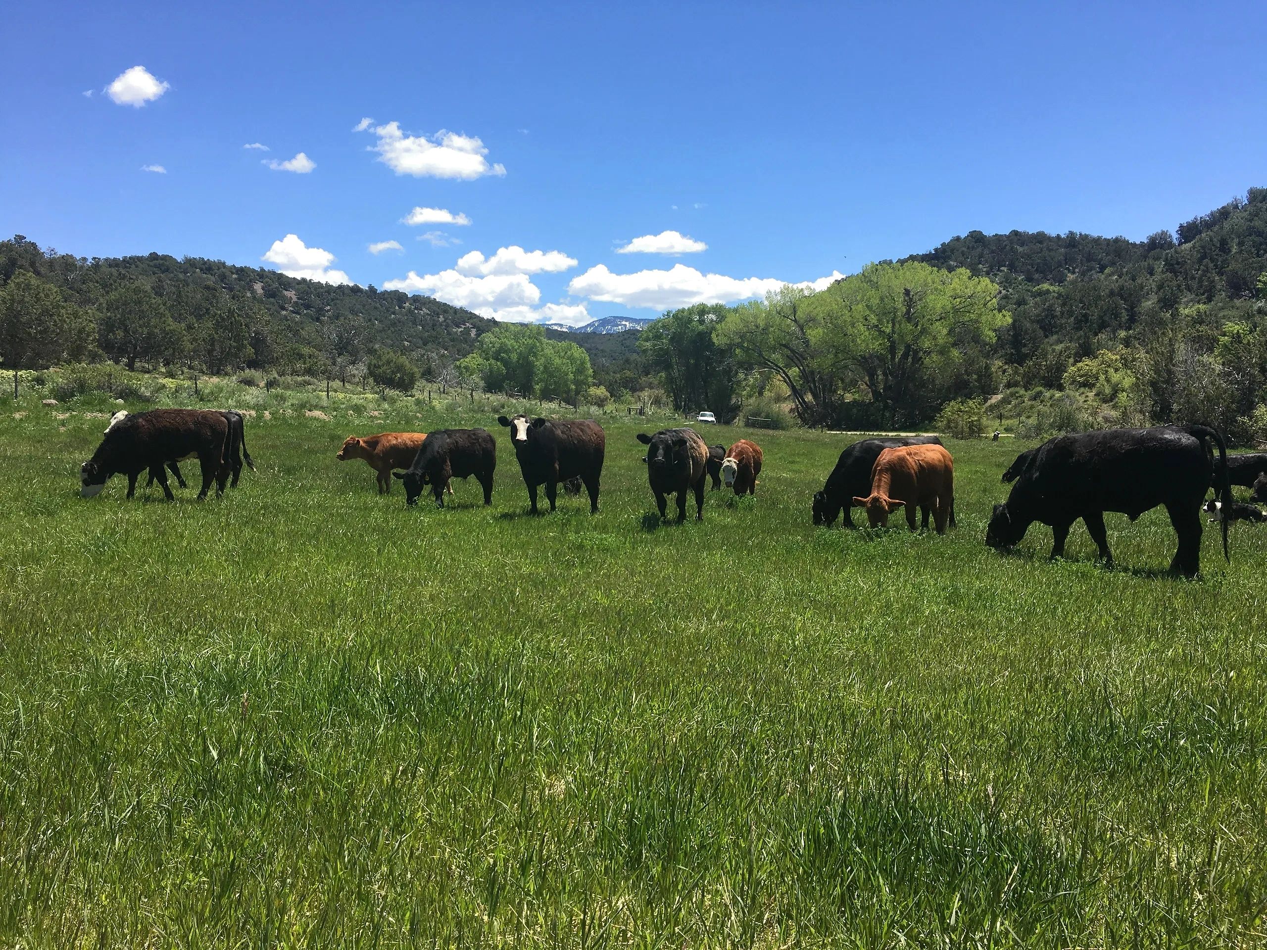 Grassfed Beef - Sunshine Beef