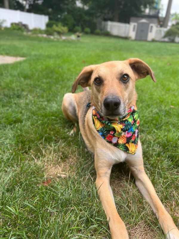 Gallery | North Regent Animal Clinic