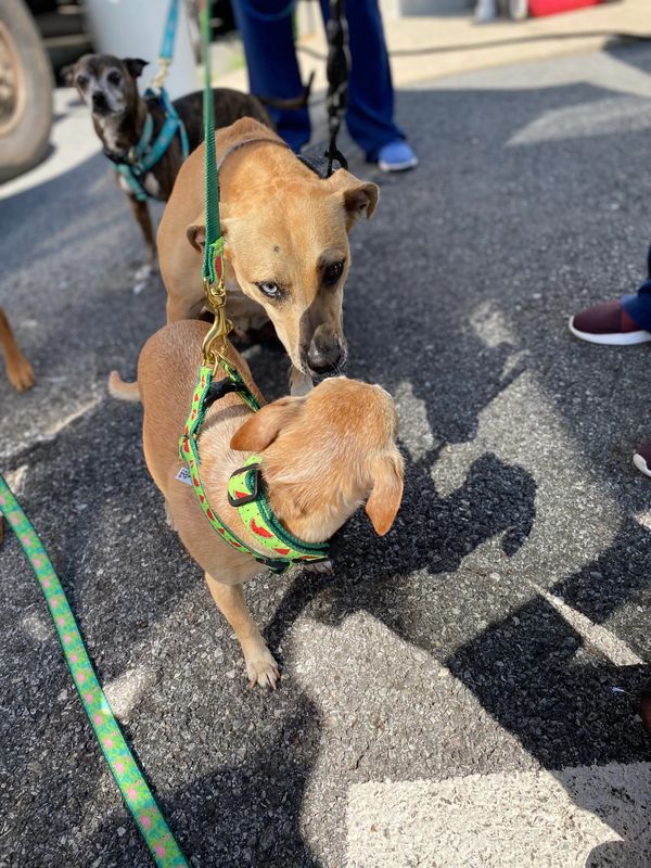 Gallery | North Regent Animal Clinic