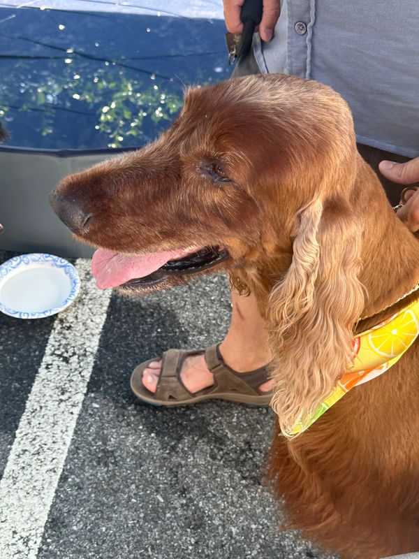 Gallery | North Regent Animal Clinic