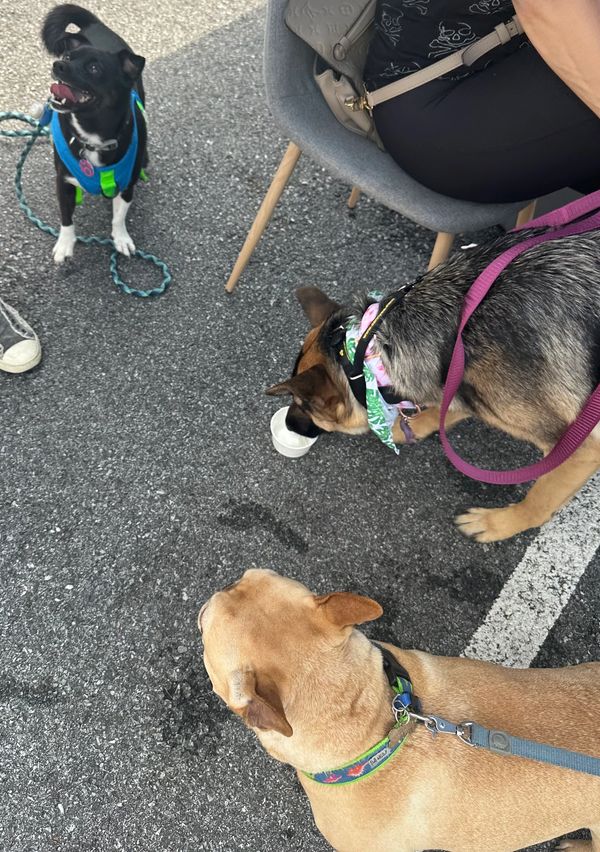 Gallery | North Regent Animal Clinic