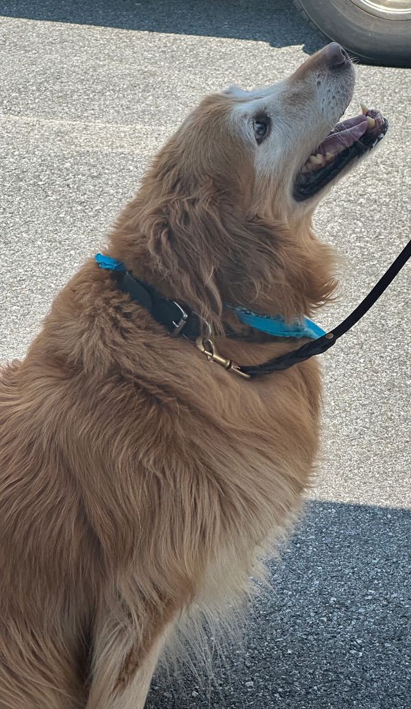 Gallery | North Regent Animal Clinic