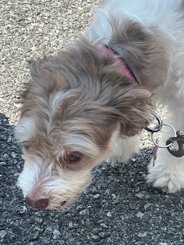 Gallery | North Regent Animal Clinic