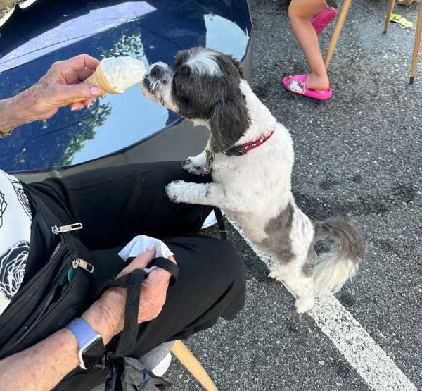 Gallery | North Regent Animal Clinic