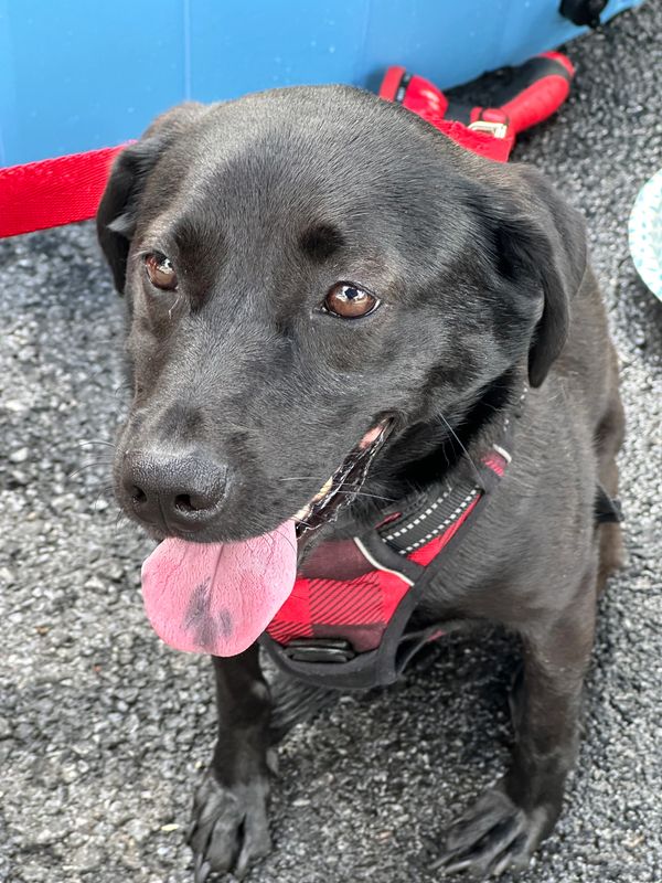 Gallery | North Regent Animal Clinic