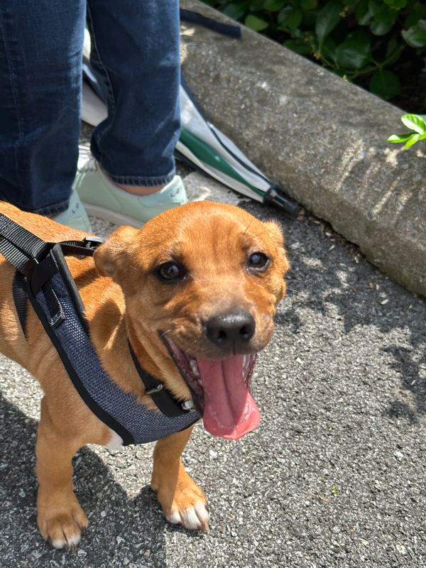 Gallery | North Regent Animal Clinic