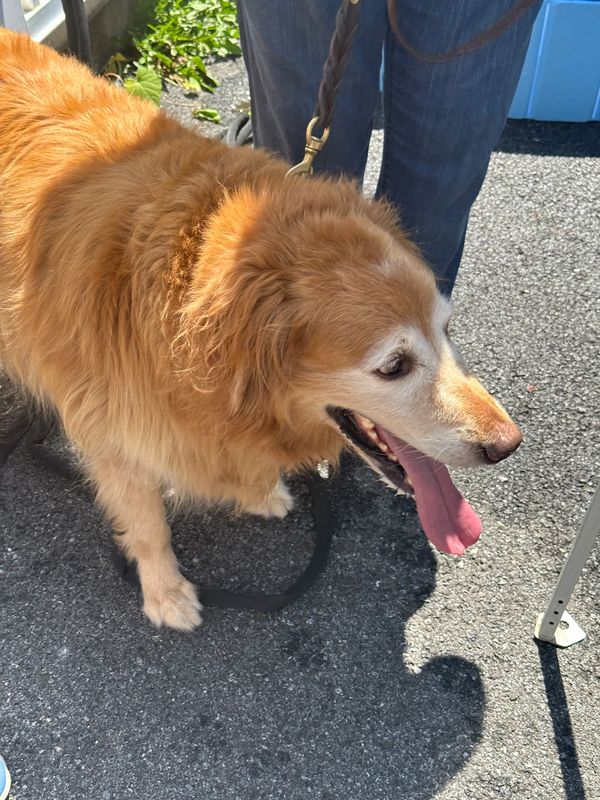 Gallery | North Regent Animal Clinic