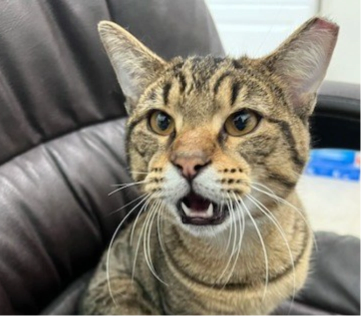 TNR