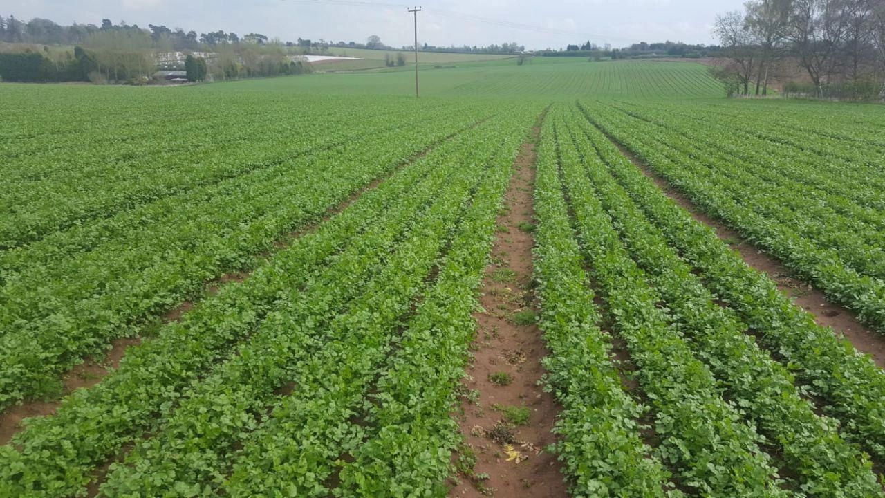 Premier Produce (UK) Ltd. - English Herbs, Fresh Produce, Farm