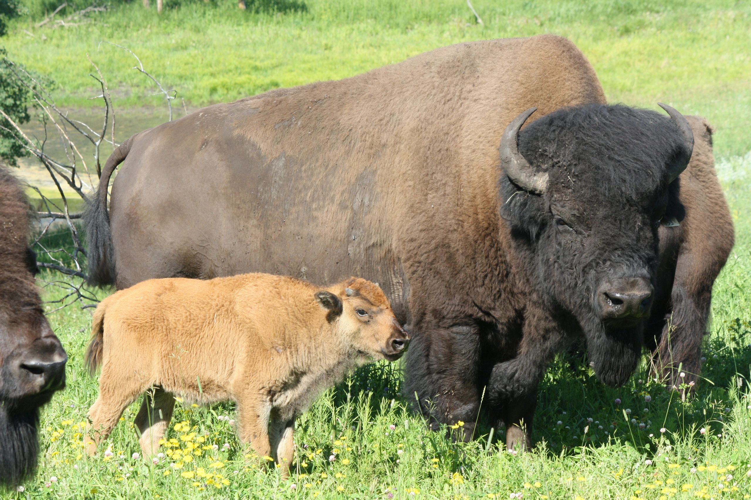 Bison - Elk Valley Bison
