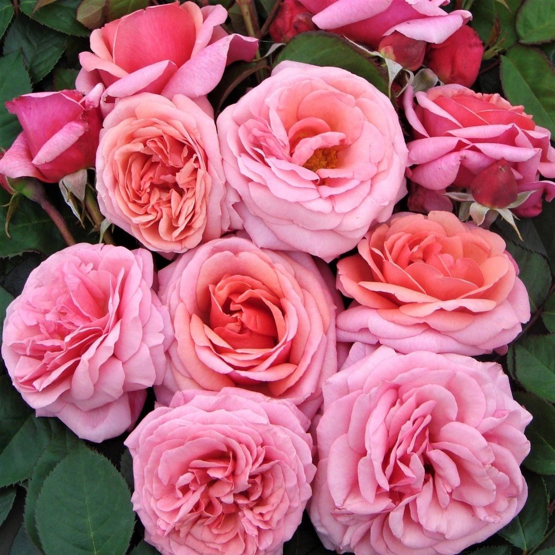 Roses, Perennials, Plant Nursery - R&R roses - Bovey Tracey, England