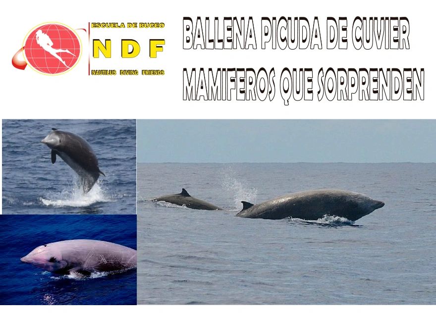 Mamífero que puede llegar a bucear a profundidades extremas