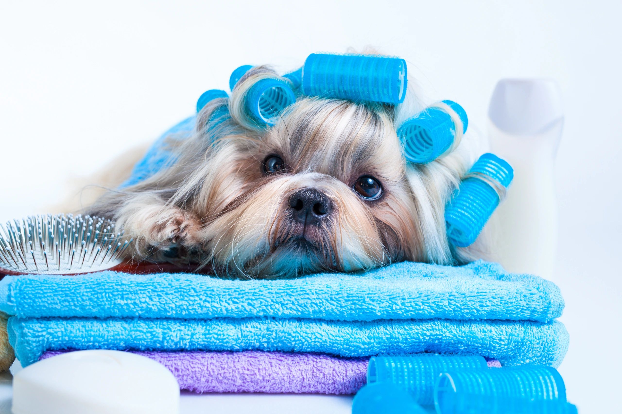 Doggie Stylz Salon