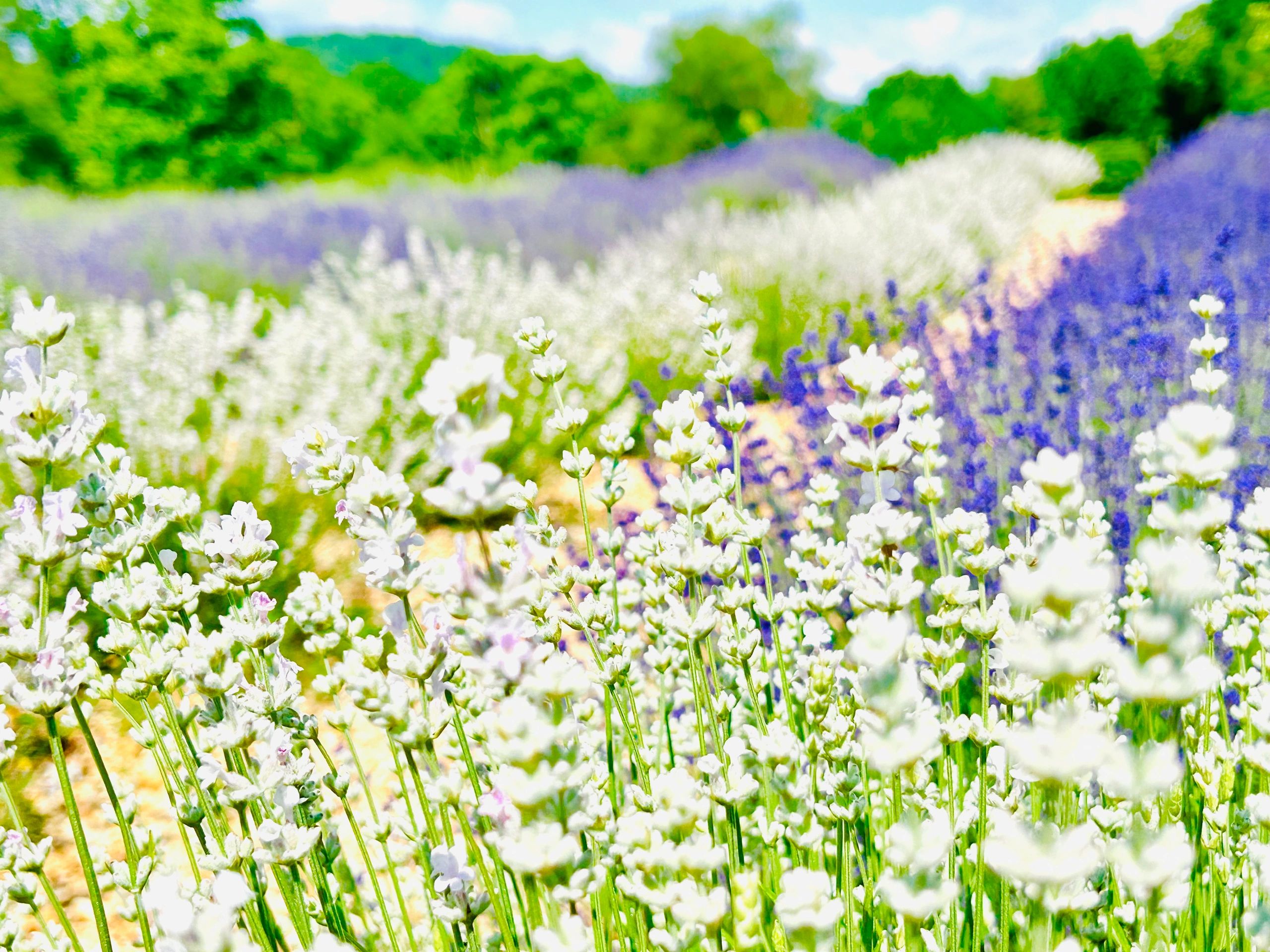 Lavender Farm in Virginia - Lavender Bliss Cottage