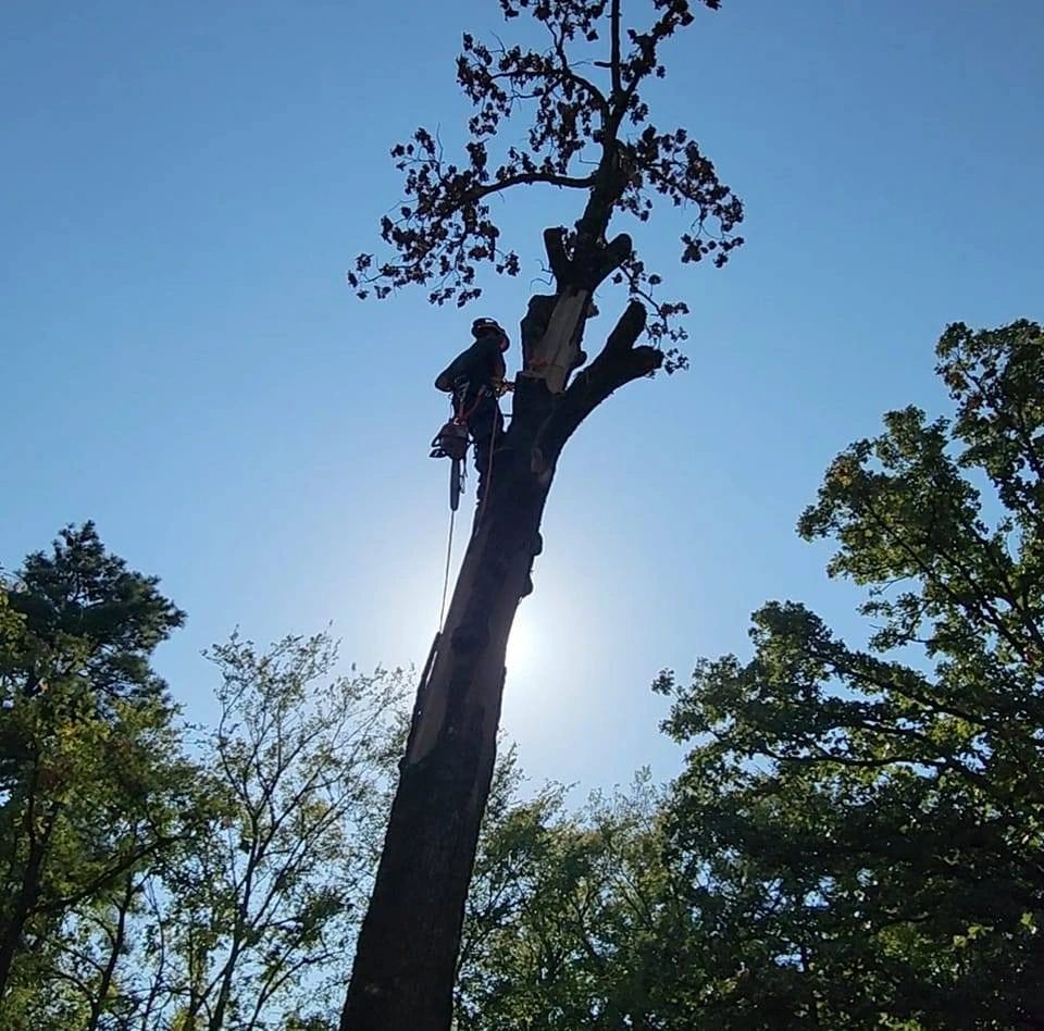 Local Roots Tree Service LLC
