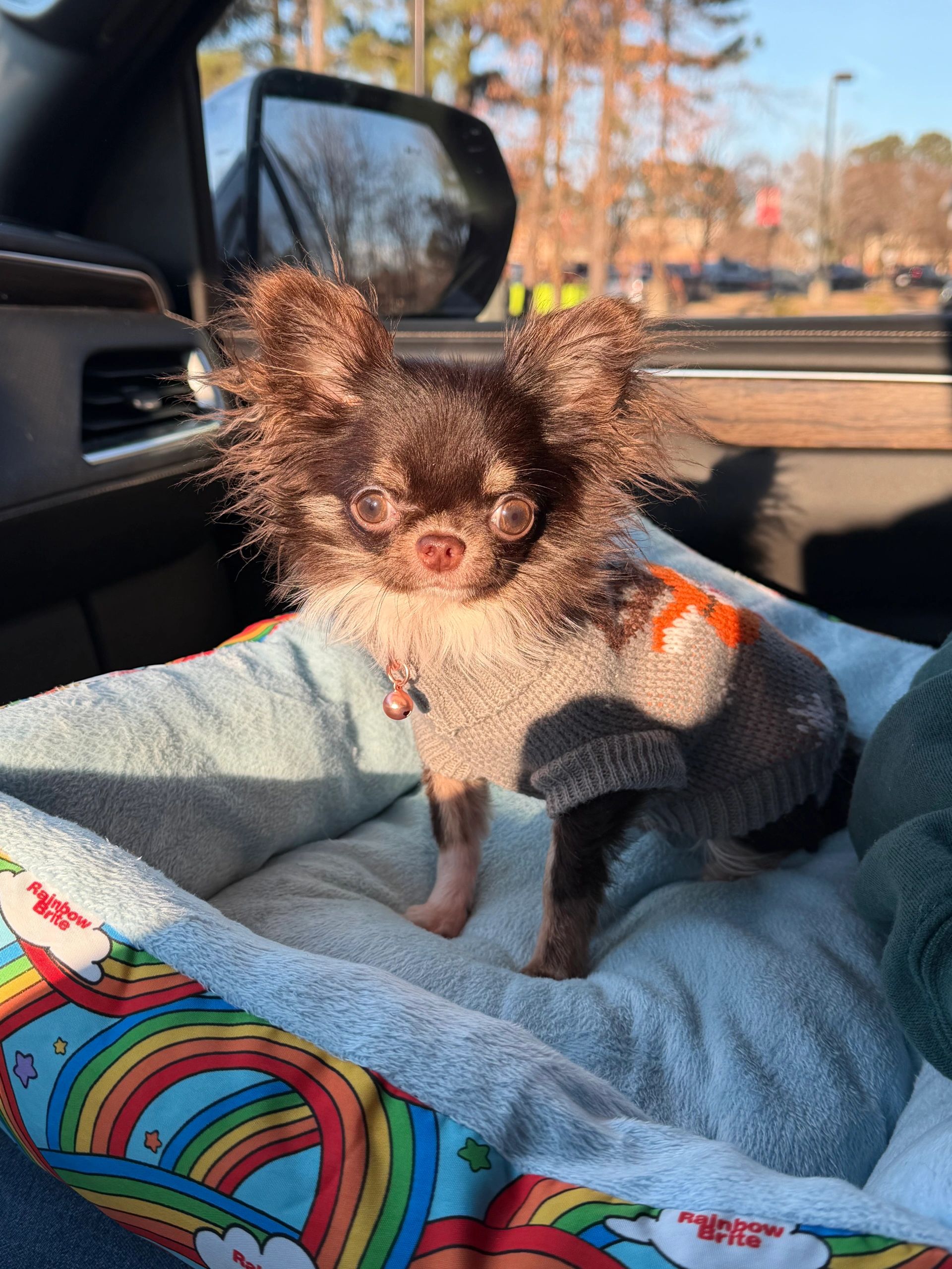 Available Puppies | Pawsitive Cheeky Chihuahua