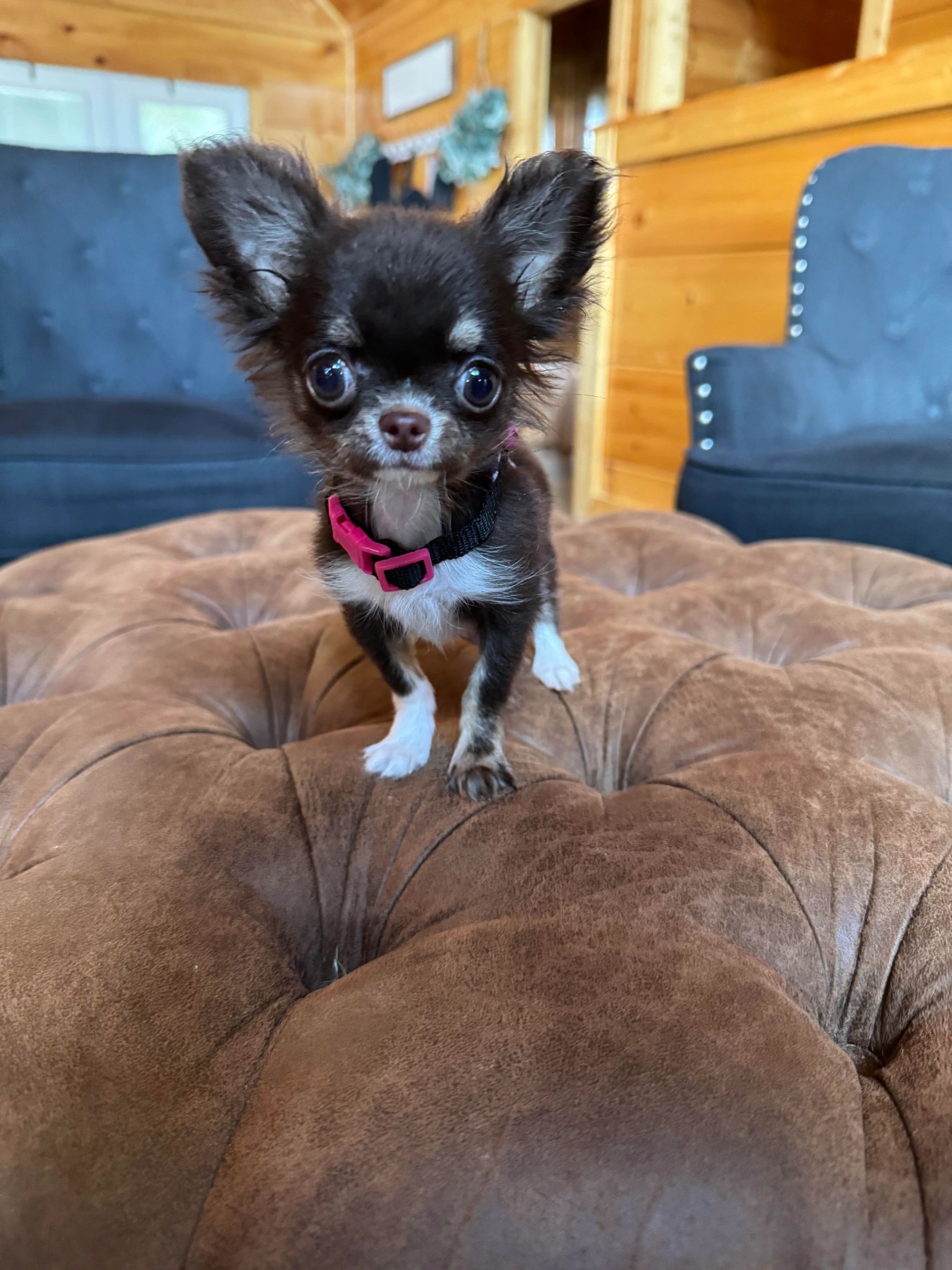 Available Puppies | Pawsitive Cheeky Chihuahua