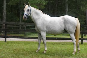 Meet the Horses | Moonlight Stables