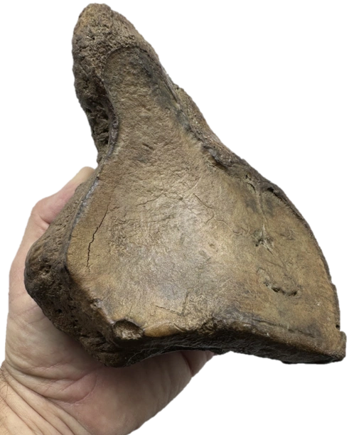 Woolly Mammoth Foot Bone (a)