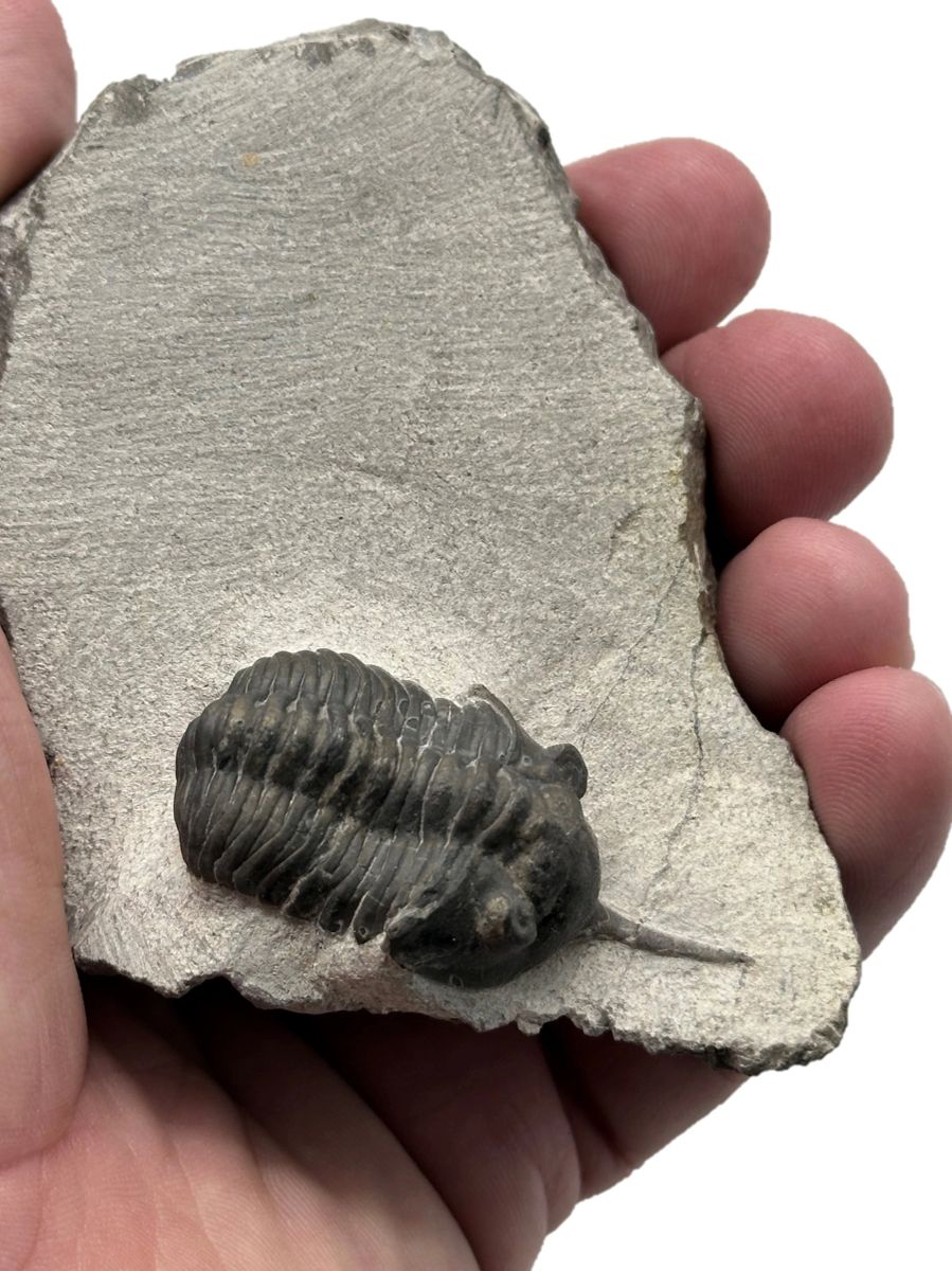 Morocconites Trilobite - Collectors Piece (A)