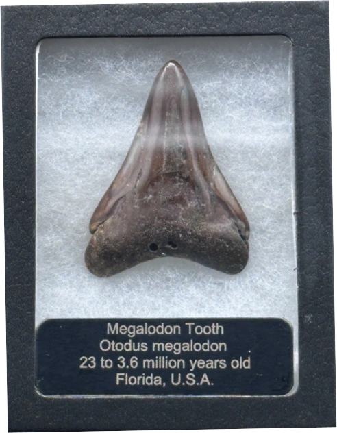 Megalodon Tooth w/Display Case and Label (V)